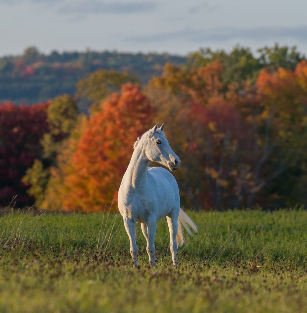 Arabian Horse Types: Comprehensive Guide for Enthusiasts ...